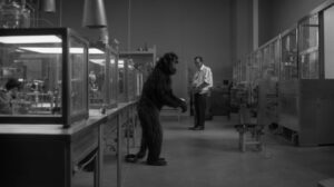 Uncovering Harry Harlow's Contribution to Psychology - Listen-Hard